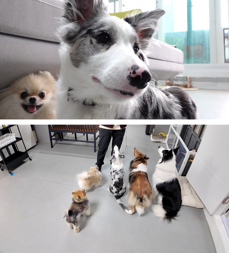 The endless adventures of Ritz's family and the touching story of a ...